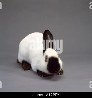 A Himalayan rabbit Stock Photo - Alamy