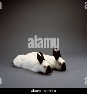 A Himalayan rabbit Stock Photo - Alamy