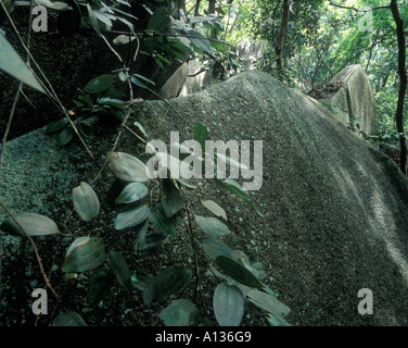 natural paterns seychelles jungle on la digue island Stock Photo - Alamy