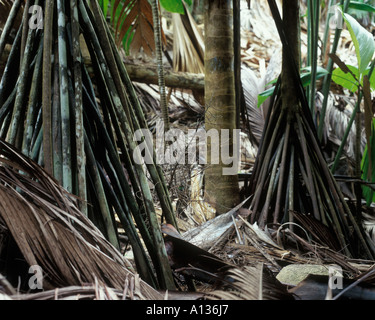 primary forest giant leaves seychelles natural paterns Stock Photo - Alamy