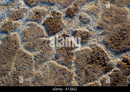 mud sulphur floor, close up Stock Photo - Alamy