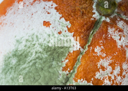 POWDERY MILDEW on an orange fruit Stock Photo - Alamy