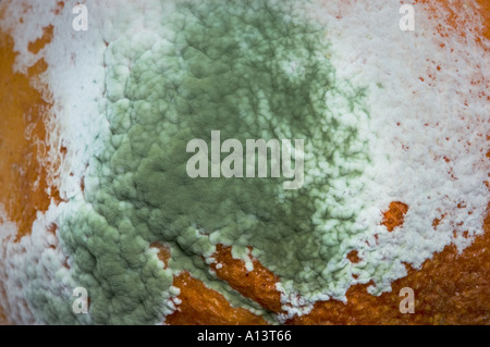 POWDERY MILDEW on an orange fruit Stock Photo - Alamy