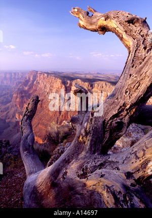 Tree Stump at Grand Canyon Arizona USA Stock Photo - Alamy