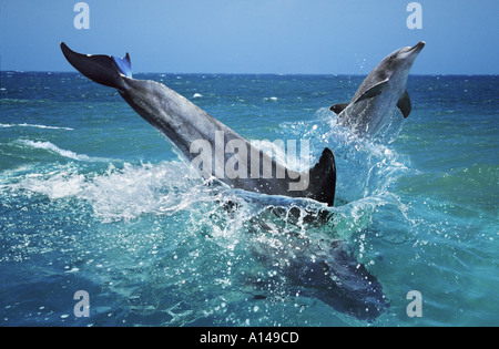Bottlenose dolphins South Africa Stock Photo - Alamy