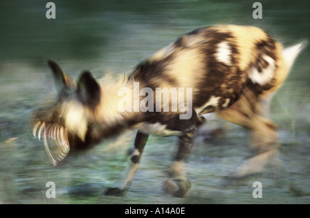African wild dog snarling South Africa Stock Photo - Alamy