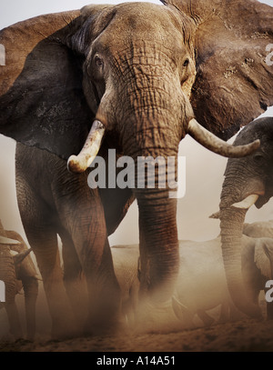 Large, angry bull elephant charging Stock Photo - Alamy