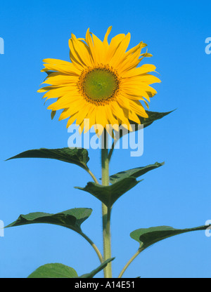 yellow sunflower and blue sky WESTWICK NORFOLK NORFOLK EAST ANGLIA ...