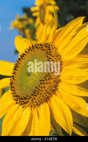 yellow sunflower and blue sky WESTWICK NORFOLK NORFOLK EAST ANGLIA ...