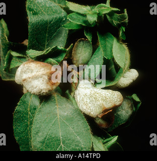 Azalea gall (Exobasidium vaccini) leaf galls on azalea (Rhododendron ...