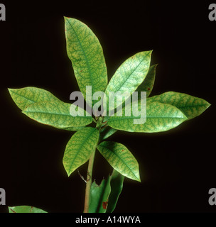 Mineral Deficiency - Lime induced Chlorosis causing Iron deficiency on ...