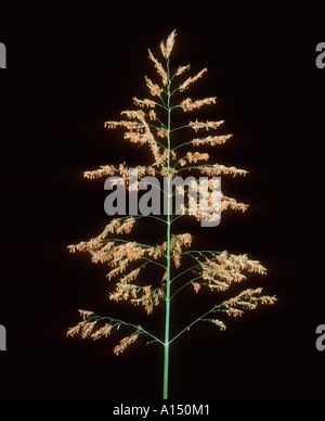 Johnson grass (Sorghum halepense Stock Photo - Alamy