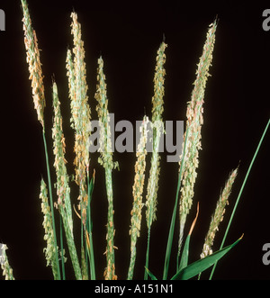 Blackgrass, Alopecurus myosuroides, flowering spikes of the grass weed ...
