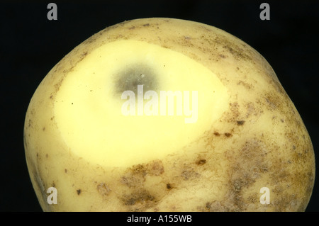 Section of potato tuber showing bruising in potato flesh Stock Photo ...