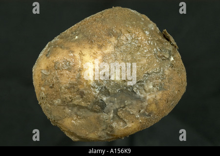 Bacterial rot (Pectobacterium carotovorum) in a potato tuber early ...