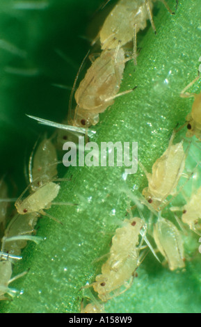 Wingless potato aphid adult and nymph Stock Photo - Alamy