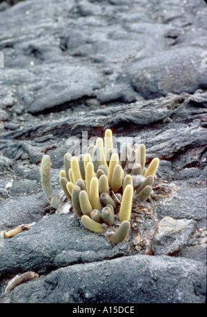 PLANT CACTUS BRACHYCEREUS GROWWWING IN LARVA NARBOROUGH ISLAND ...
