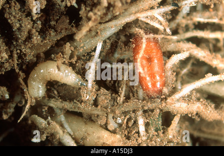 Cabbage root fly Delia radicum larvae and damage to brassica root Stock ...