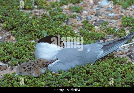 baby bird of common tern (sterna hirundo Stock Photo - Alamy