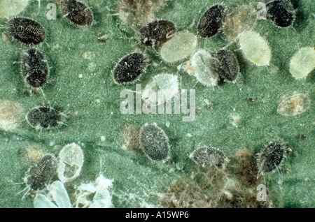 Glasshouse whitefly scales & pupae parasitised by parasitoid wasp ...