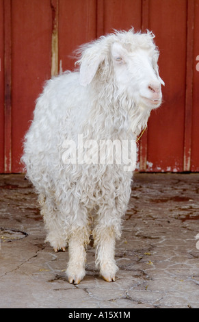 Goat With Head Turn Stock Photo - Alamy
