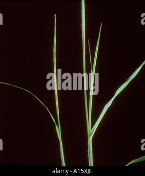 Itchgrass (Rottboellia cochinchinensis) flower spikes, Philippines ...