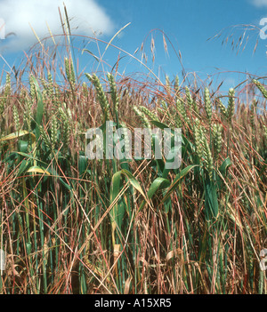 Barren or Sterile Brome Grass seedhead Stock Photo - Alamy