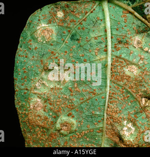 Bean rust Uromyces appendiculatus uredospore white aecia pustules Stock ...