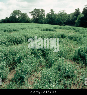Stubby root nematode (Trichodorus spp) damage to a pea crop Stock Photo ...
