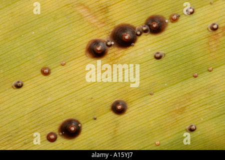 Armoured scale possibly San Jose scale insect Quadraspidiotus ...