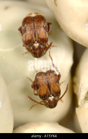 Adzuki bruchid Callosobruchus chinensis adult pest on dried peas in ...