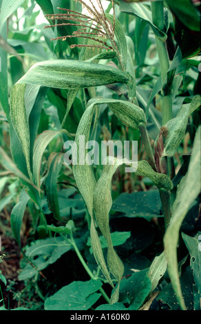 Maize streak virus MSV on maize or corn plant in Kenya Stock Photo - Alamy