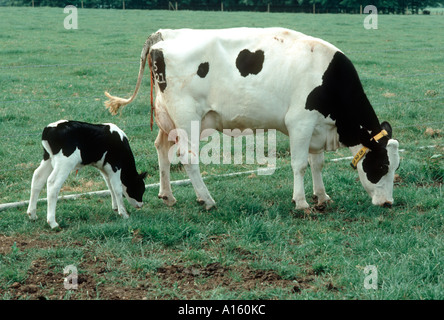 Holstein Friesian cow with her new born calf, one hour old, in a ...
