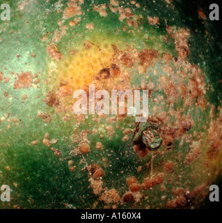 California red scale insect (Aonidiella aurantii) scales on orange leaf ...