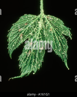 Damson hop aphid (Phorodon humuli) alate on a hop leaf Stock Photo - Alamy