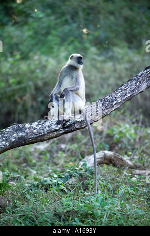 Gray Langur Monkey, Mysore, South India Stock Photo - Alamy