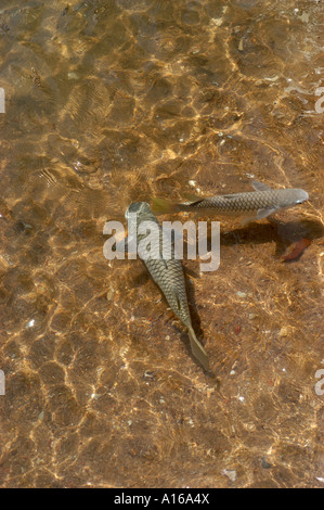 Diamond scaled mullet at "Doctor' s Gully" Aquascene in Darwin Stock ...