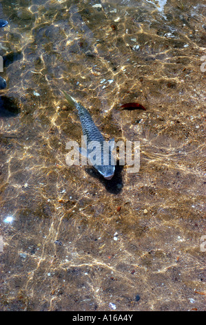 Diamond scaled mullet at "Doctor' s Gully" Aquascene in Darwin Stock ...