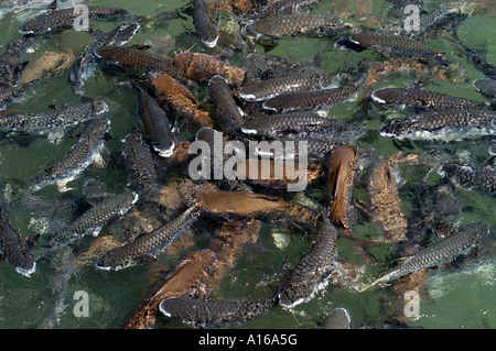 Diamond scaled mullet at "Doctor' s Gully" Aquascene in Darwin Stock ...