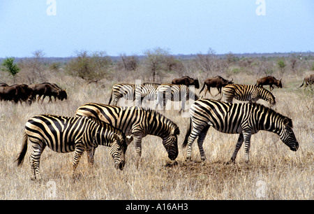 Wild zebras in in African national park Stock Photo - Alamy