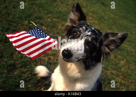 Dog holding American flag Stock Photo - Alamy