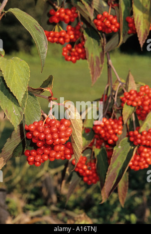 Viburnum setigerum Viburnum setigerum Stock Photo - Alamy