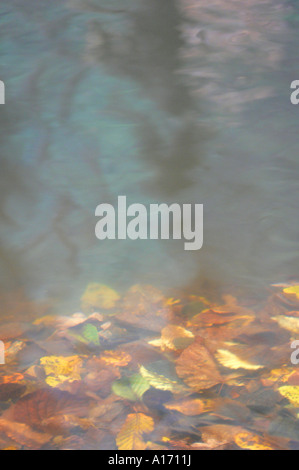 Dropped autumn leaves in a brook Stock Photo - Alamy