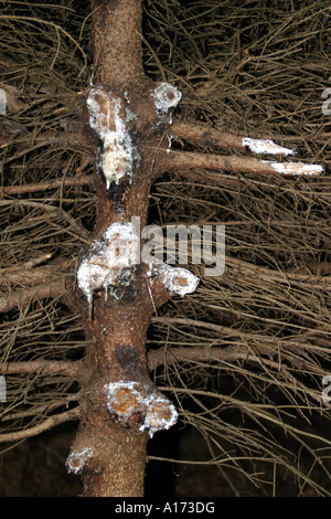 tree trunk, wound, trunks, wounds Stock Photo - Alamy