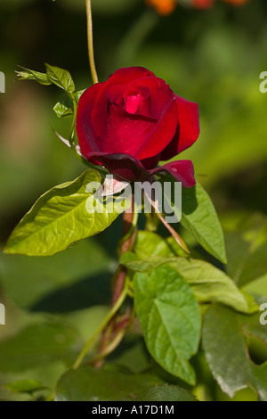 Rose flowers entangled in red gate Stock Photo - Alamy