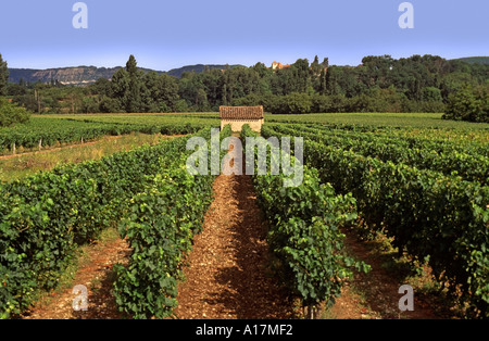 france vineyards parnac near cahors lot valley midi pyrenees region ...