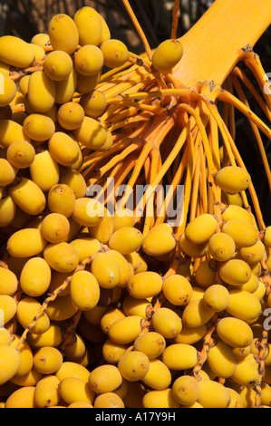 Palm fronds and dates Stock Photo - Alamy