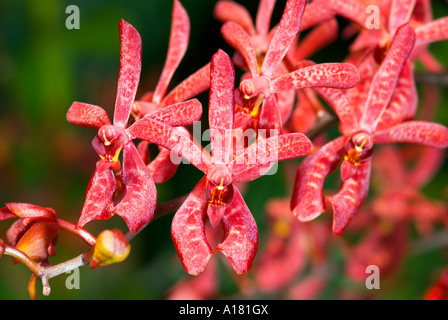 red Dendrobium Orchids blossom risp in garden outside SINGAPORE ASIA ...