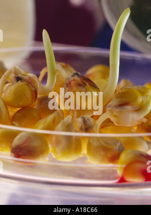 GM Transgenic maize corn in field trial showing ground and mature maize ...