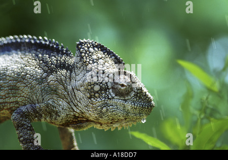 Chameleon in the rain Chamaeleo oustaleti Stock Photo - Alamy
